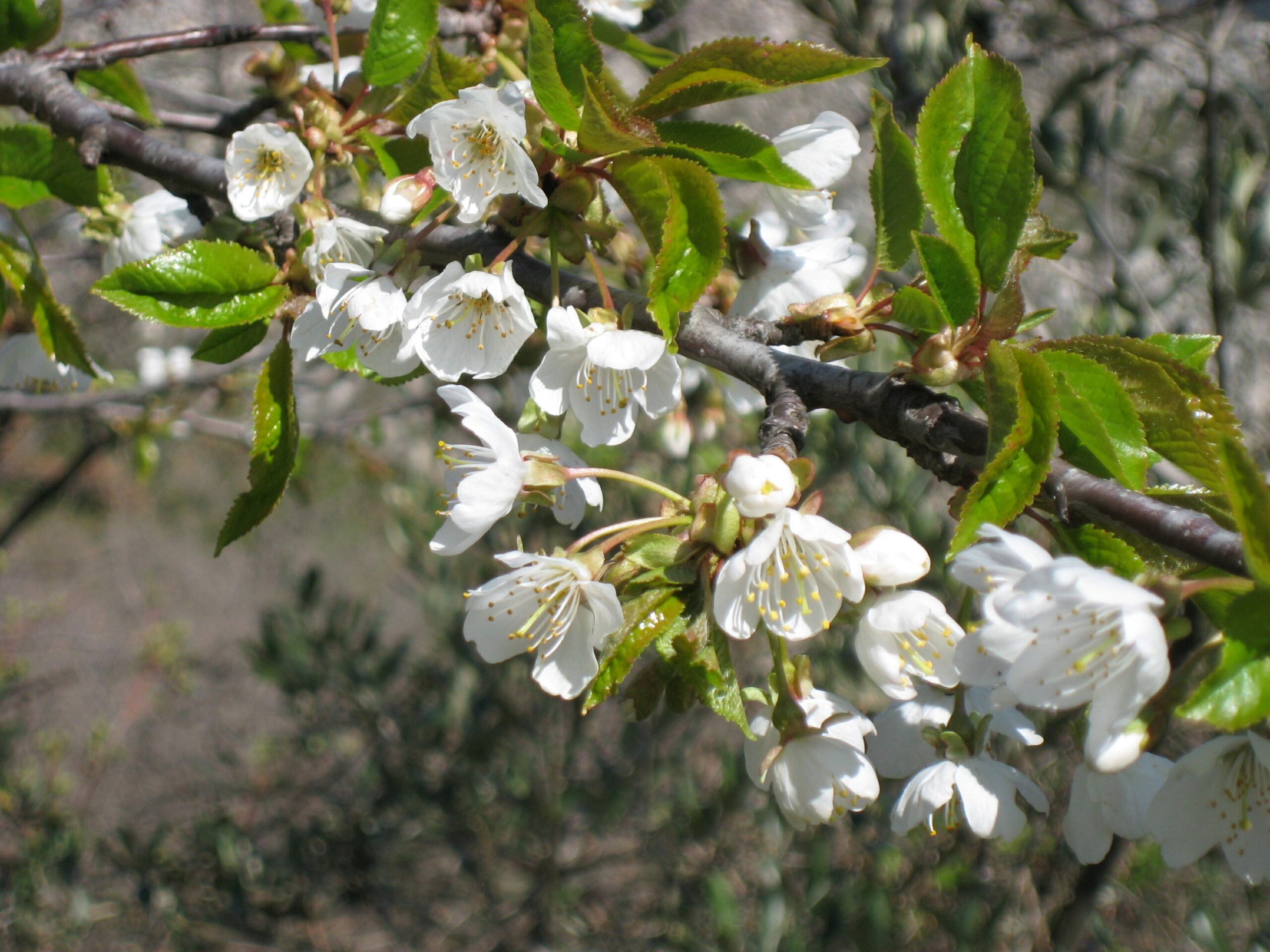 Biodiversité - Nice Ecovallée